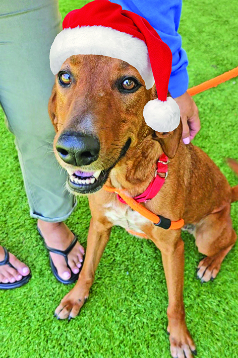 Celebrate Christmas In July With A Letter From A Shelter Pet - Stuart Exposure