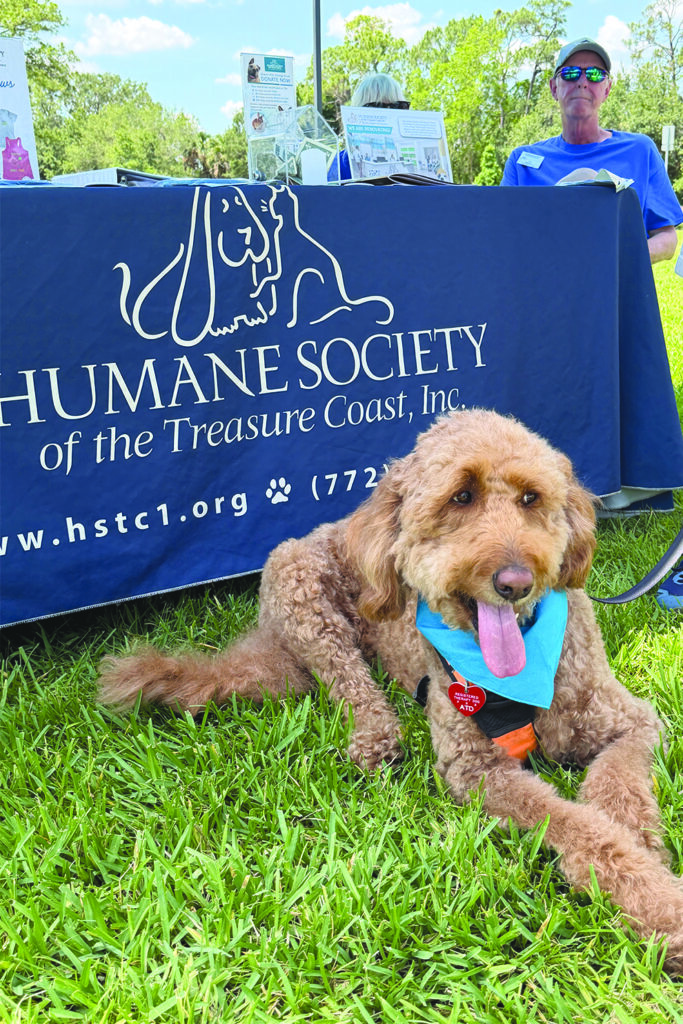 Pickle For Paws Combines Friendly Competition With Support For Shelter ...